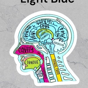 BRAIN Anatomy Sticker / Anatomical Stickers/ Medical Nursing - Etsy