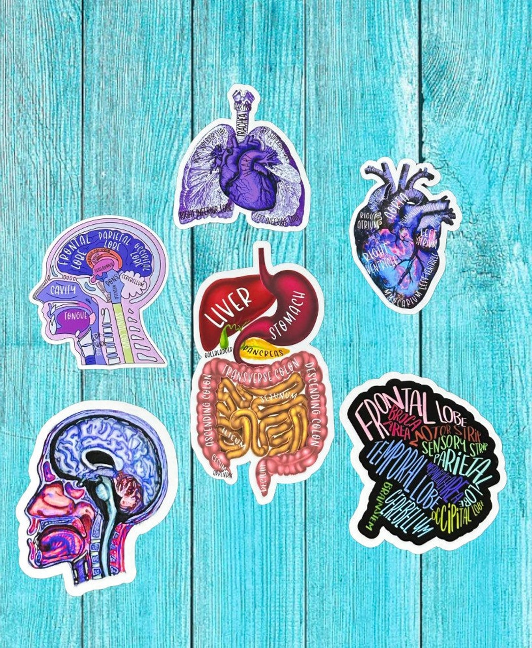 Anatomy Stickers Medical Student Study Guide Sticker Set - Etsy