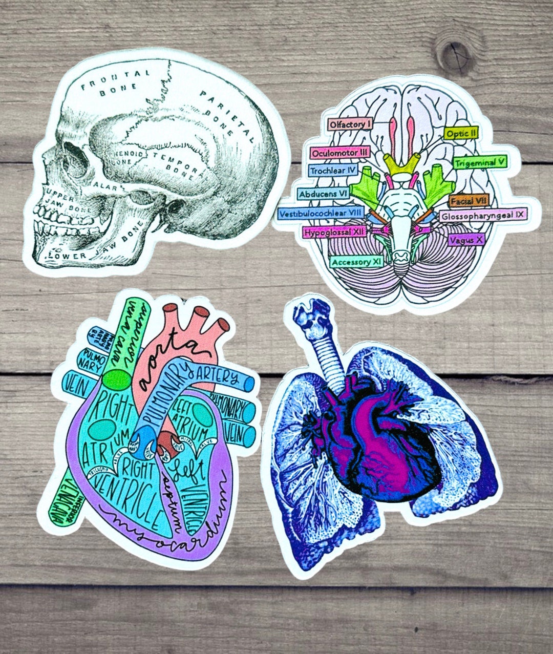 Anatomy Diagram Stickers / Human Body Sticker Set - Etsy