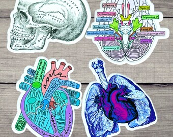 Giant Guts Sticker Set 15 Cute Organ Vinyl 3 Stickers Human Body ...