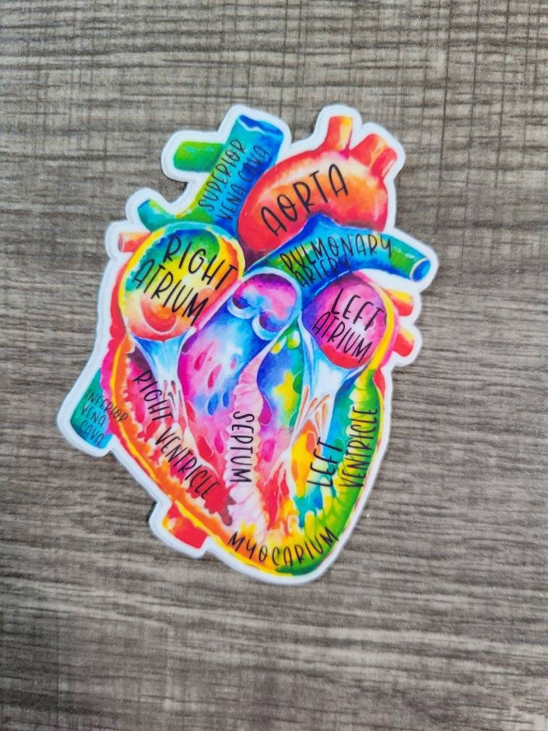 Heart Anatomy / Anatomical Science Sticker/ Medical Nursing - Etsy