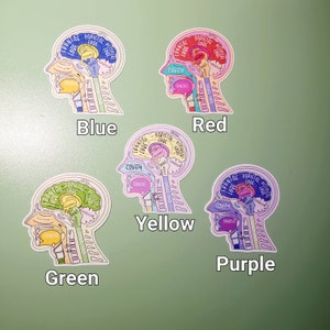 BRAIN Anatomy Sticker / Anatomical Stickers/ Medical Nursing - Etsy