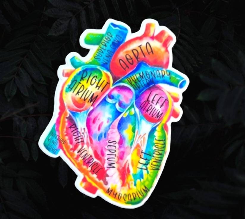 Heart Anatomy / Anatomical Science Sticker/ Medical Nursing - Etsy
