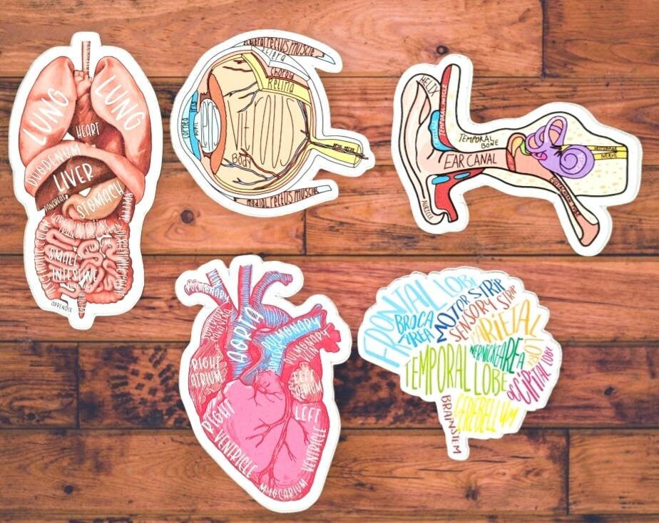 Nursing Medical Stickers/anatomy Sticker / Student Nurse or - Etsy