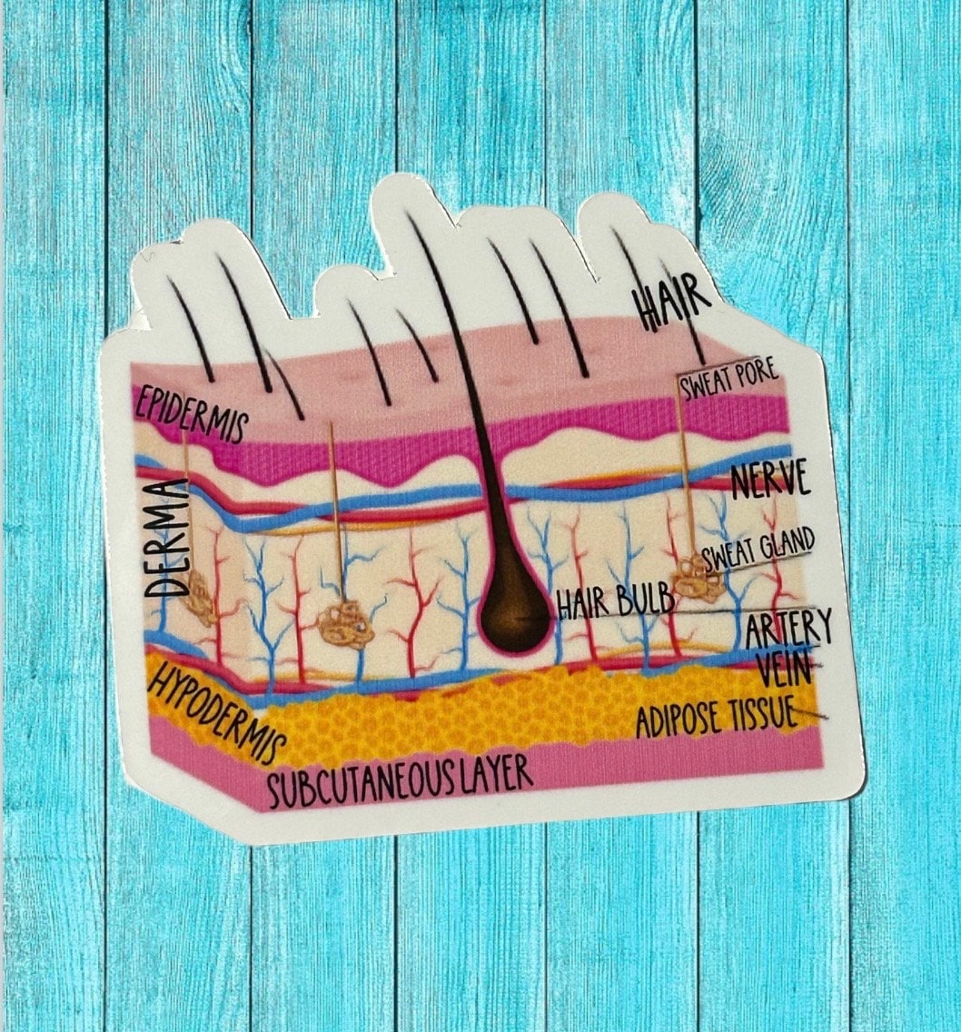 Integumentary System Model For Kids