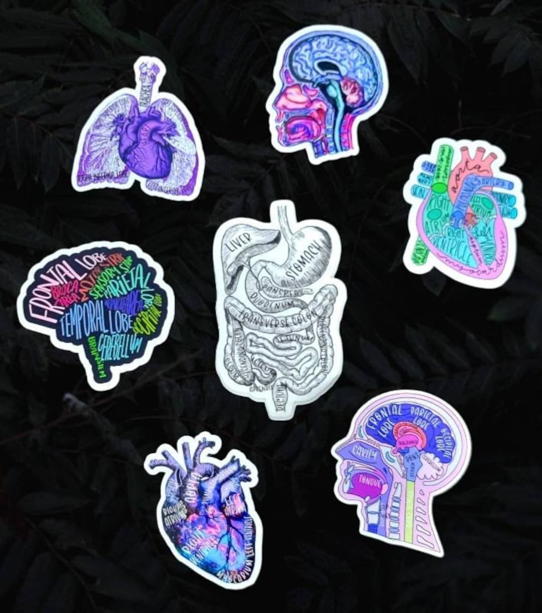 Human Body Anatomy Stickers/ for Medical Students / Study Guide ...