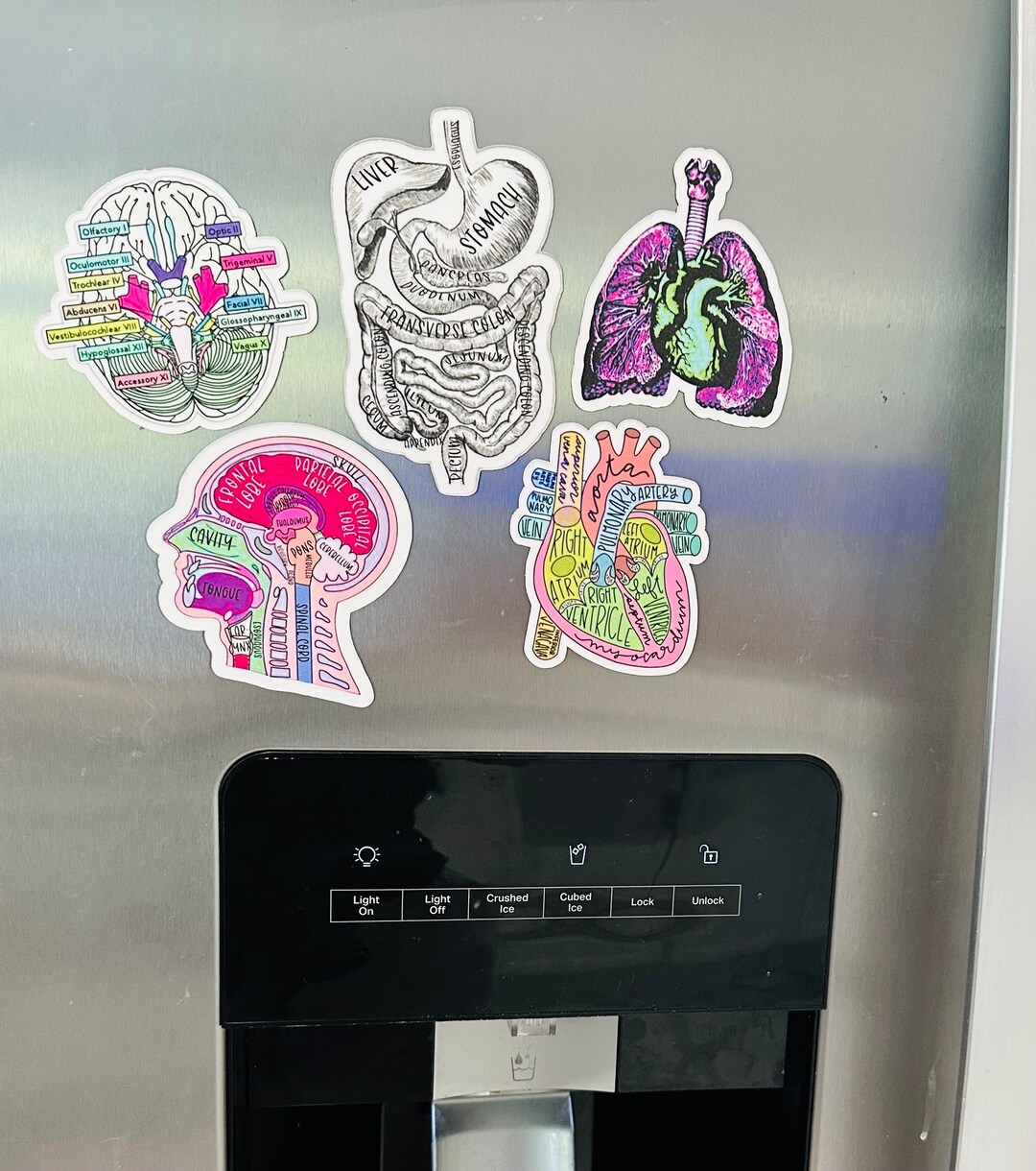 Labeled Anatomy/ Refrigerator Magnets or Stickers / Anatomical Study ...