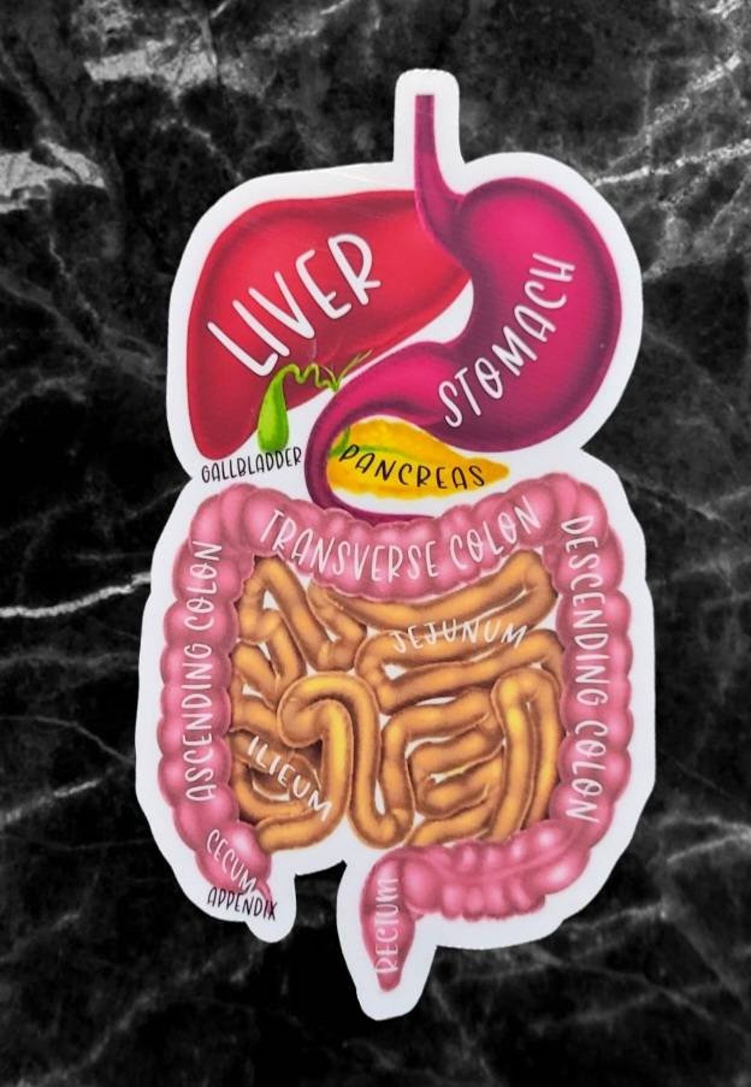 Human Body Organs Sticker/ for Medical School Students - Etsy