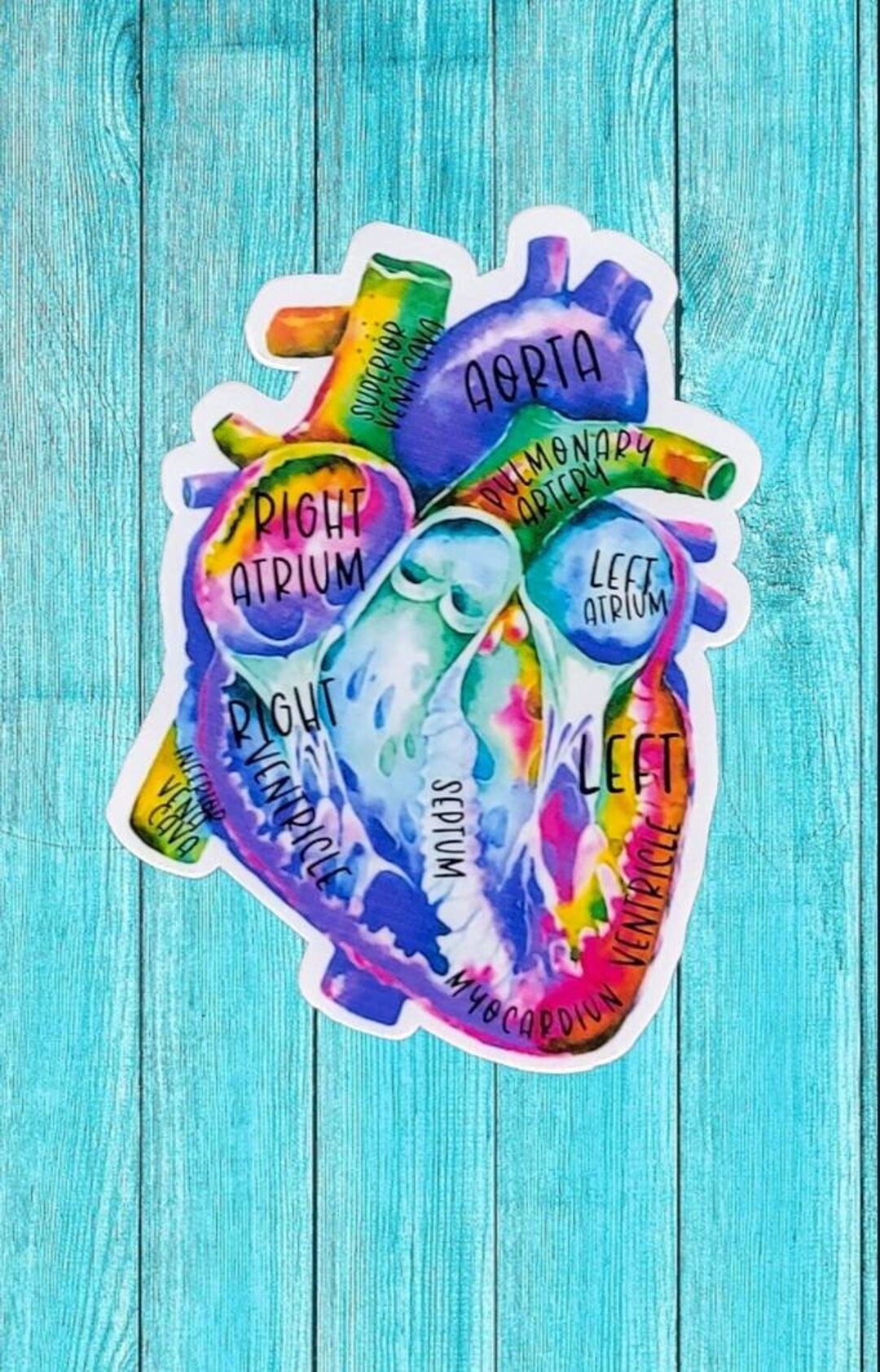 Medical Heart Sticker /anatomy / Anatomical Science Sticker/ - Etsy