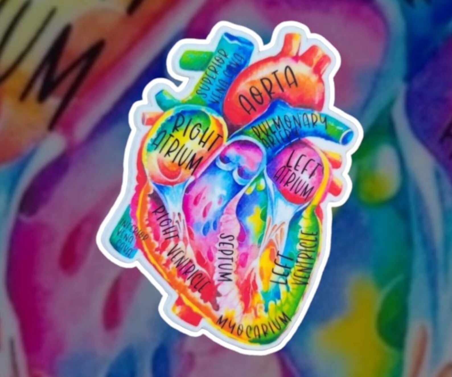 Heart Anatomy / Anatomical Science Sticker/ Medical Nursing - Etsy