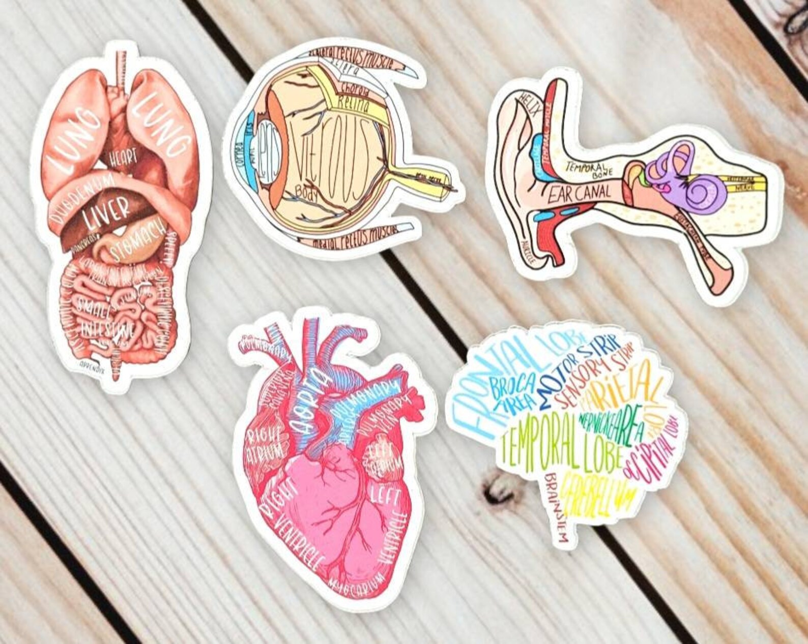 Nursing Medical Stickers/anatomy Sticker / Student Nurse or - Etsy