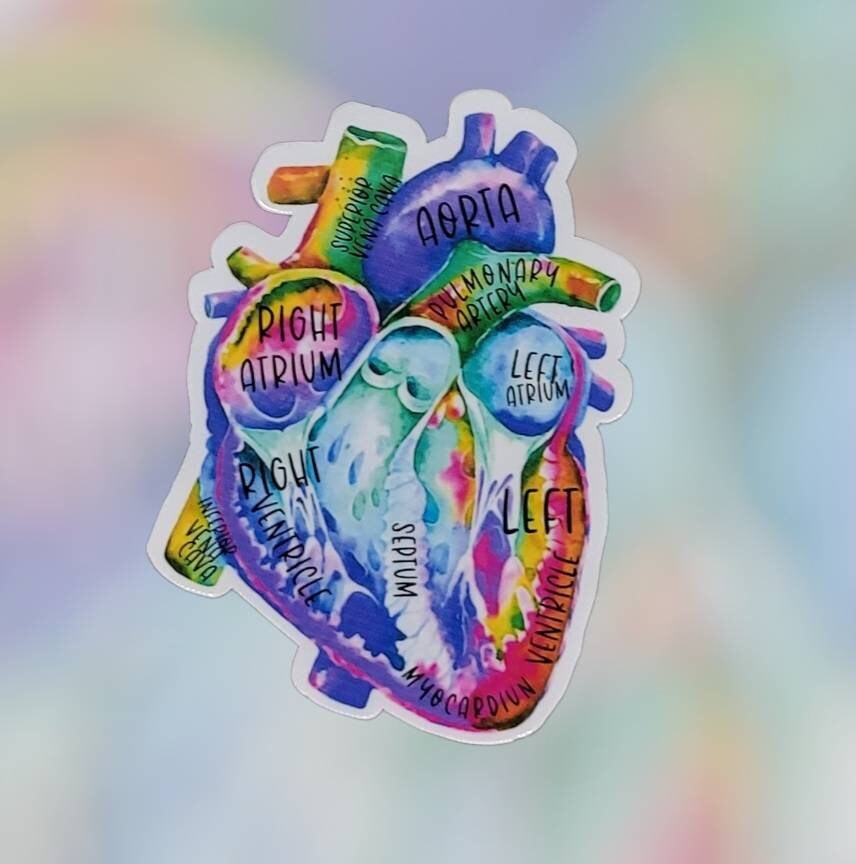 Medical Heart Sticker /anatomy / Anatomical Science Sticker/ - Etsy
