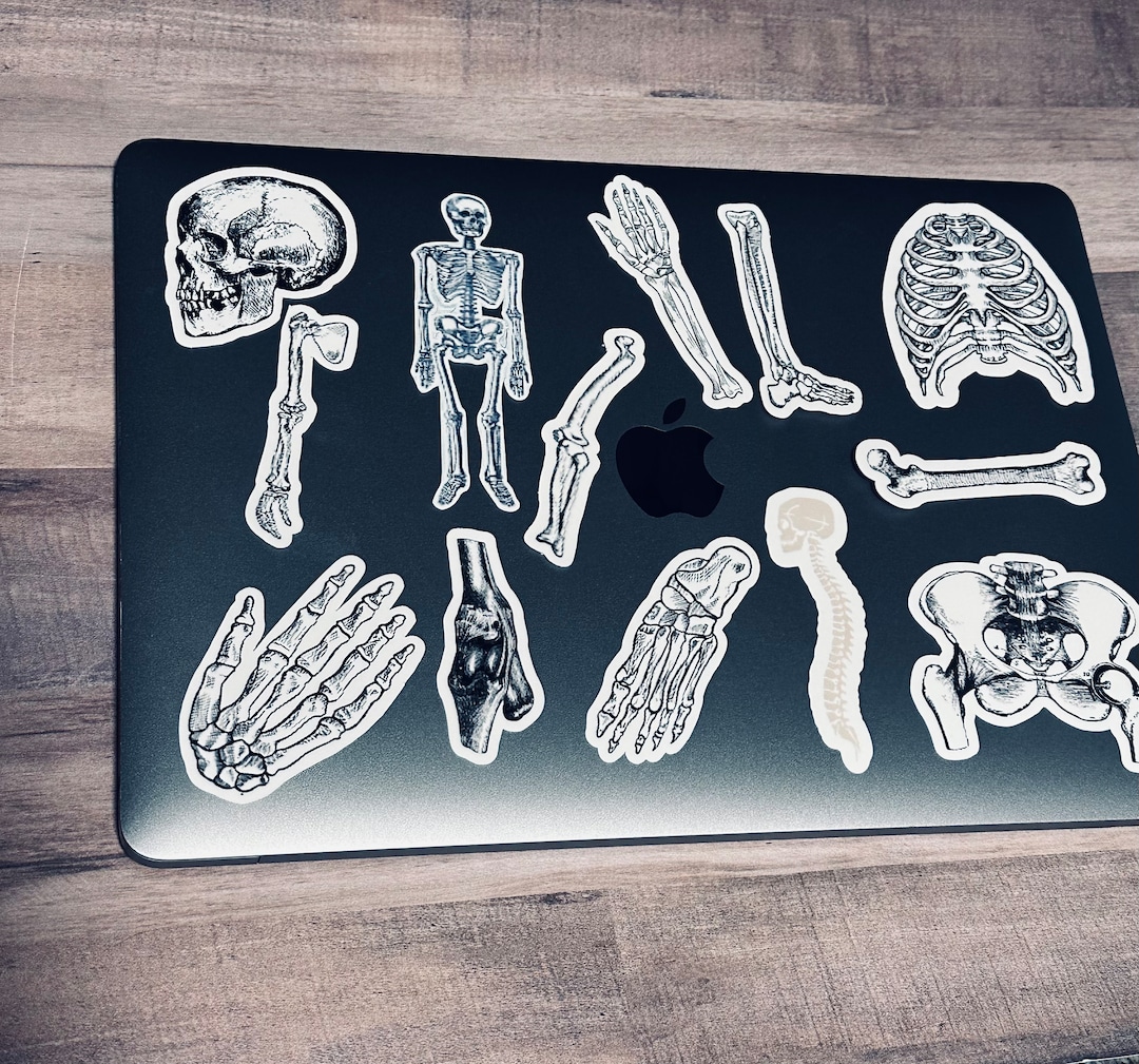 Human Anatomy Sticker Set/ Skeleton Bone Stickers/ Human Anatomy ...