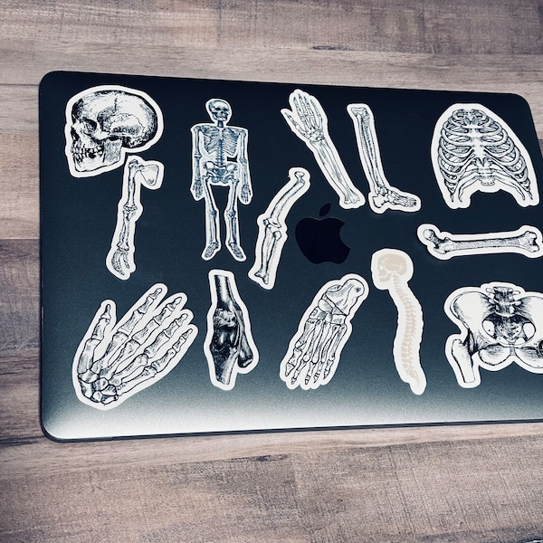 Skeleton Anatomy - Etsy