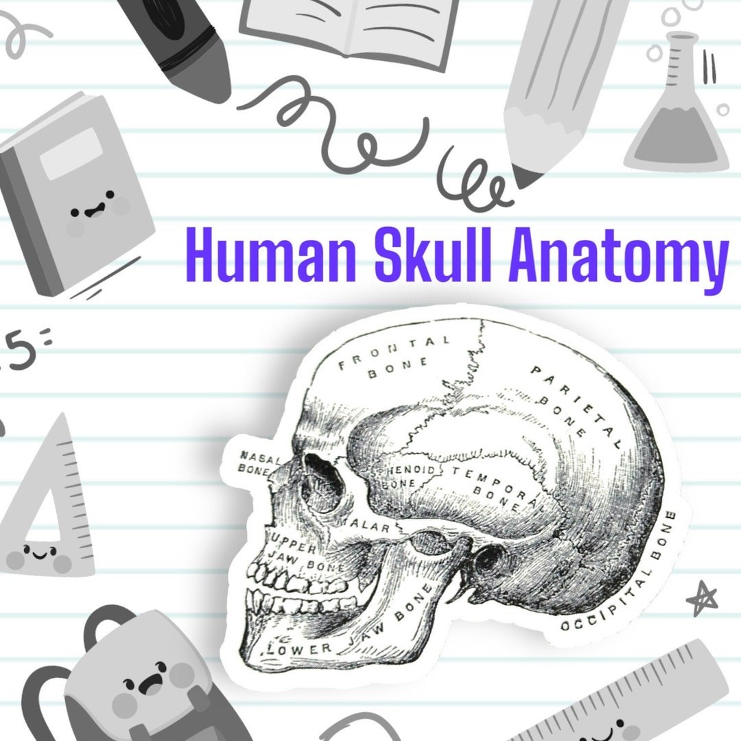 Human Skull Anatomy Diagram / Human Anatomy Stickers/ Medical Study - Etsy