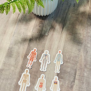 Medical Stickers/human Body Organs System/for Medical Students Study ...