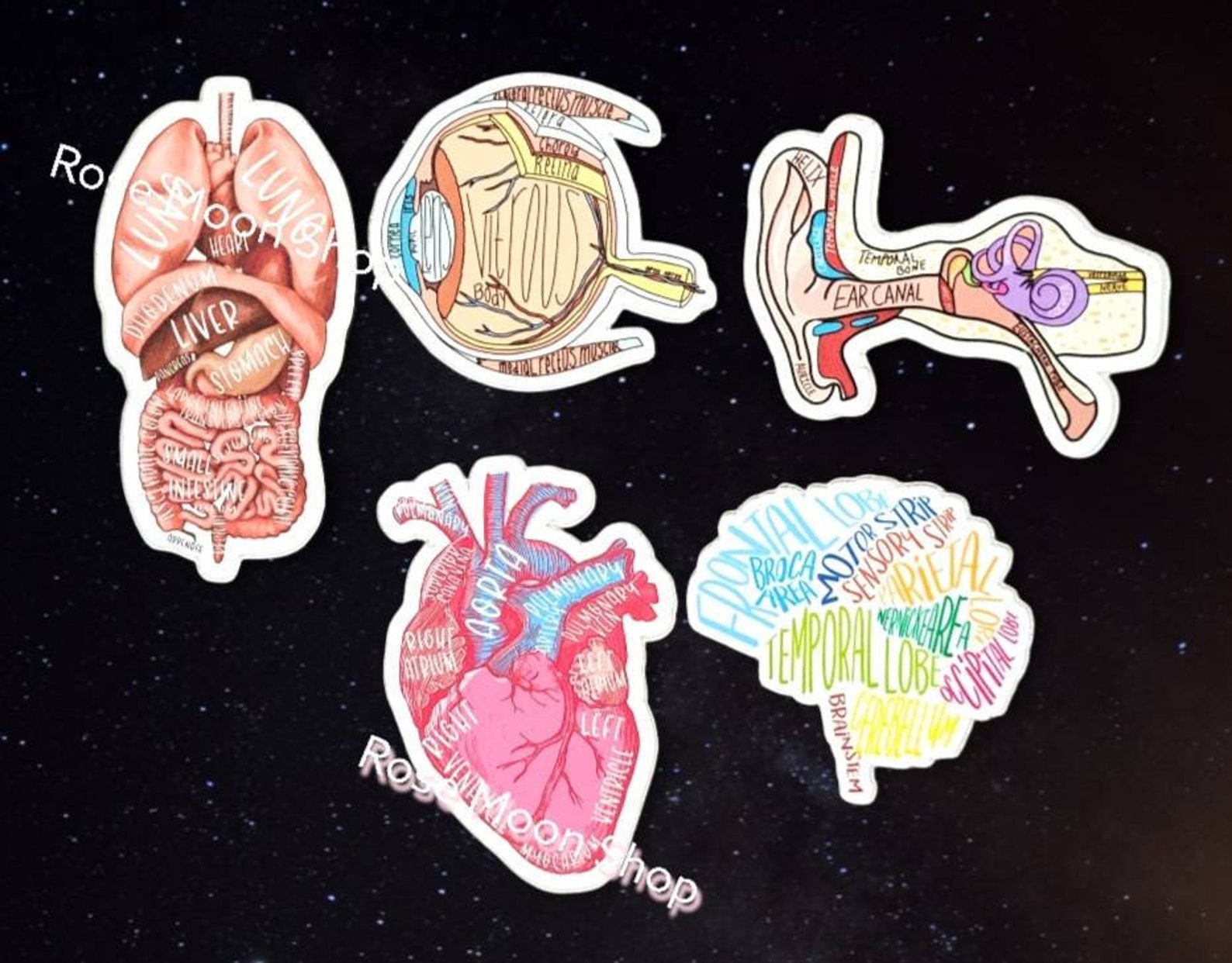 Nursing Medical Stickers/anatomy Sticker / Student Nurse or - Etsy