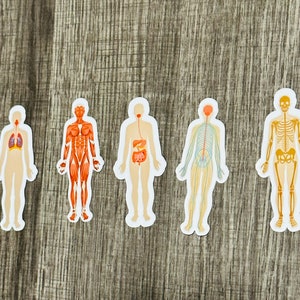 Medical Stickers/human Body Organs System/for Medical Students Study ...