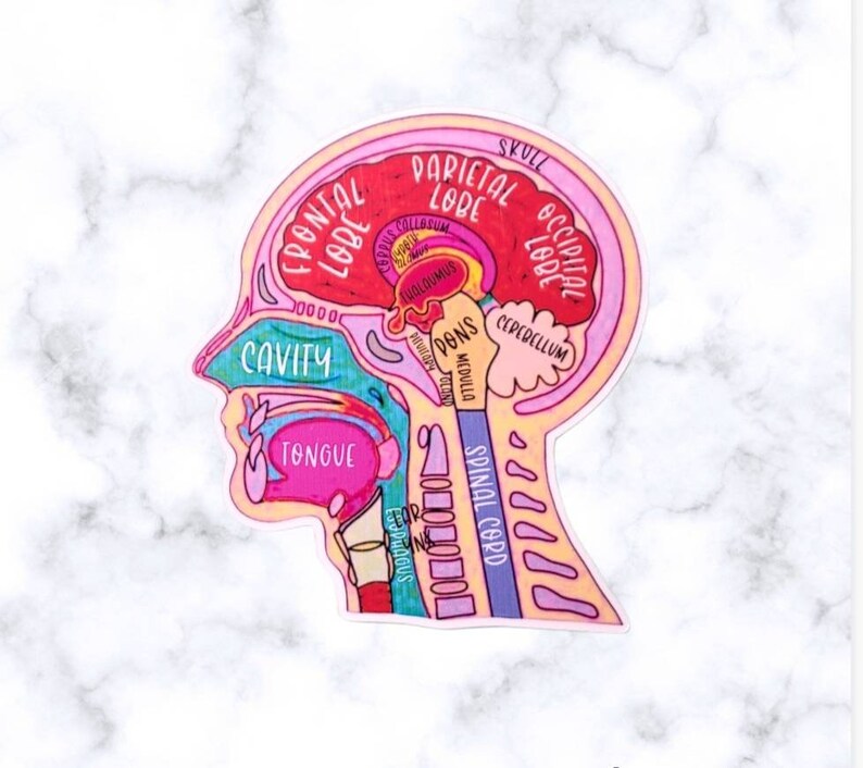 BRAIN Anatomy Sticker / Anatomical Stickers/ Medical Nursing - Etsy