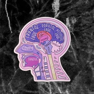 BRAIN Anatomy Sticker / Anatomical Stickers/ Medical Nursing - Etsy