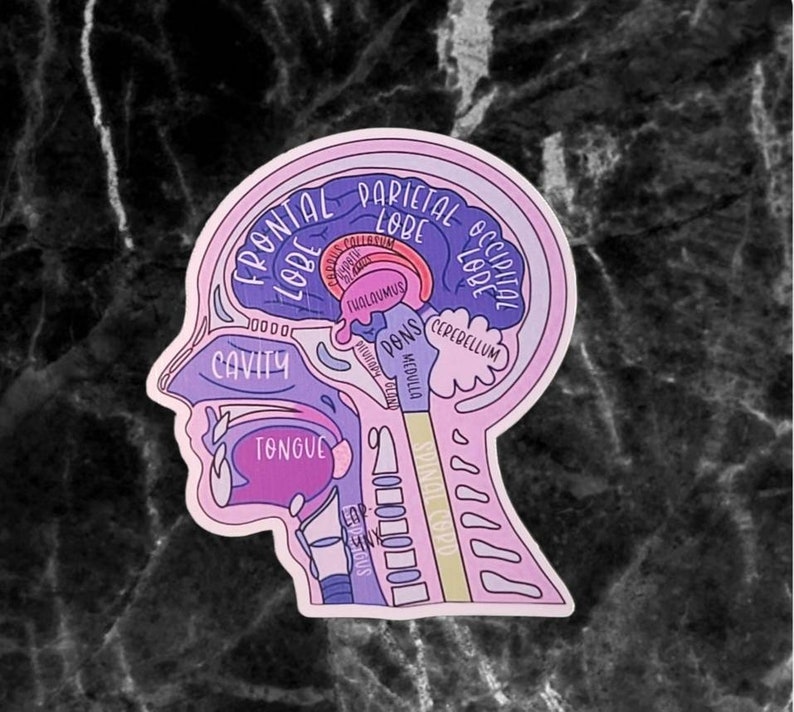 BRAIN Anatomy Sticker / Anatomical Stickers/ Medical Nursing - Etsy