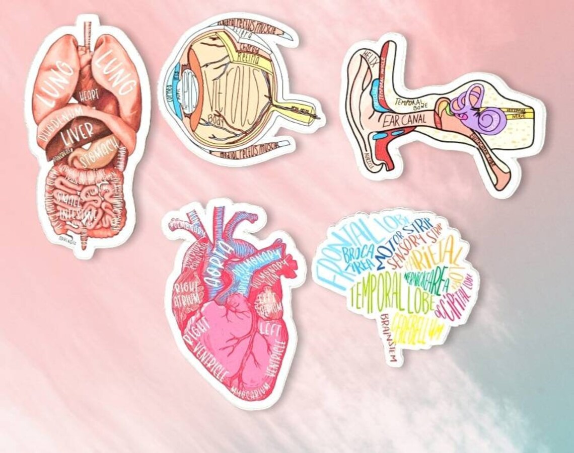Nursing Medical Stickers/anatomy Sticker / Student Nurse or - Etsy