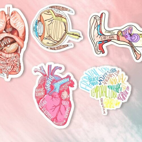 Nursing Medical Stickers/anatomy Sticker / Student Nurse or - Etsy