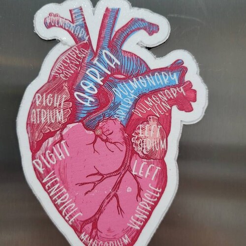 Heart Anatomy / Anatomical Science Sticker/ Medical Nursing - Etsy