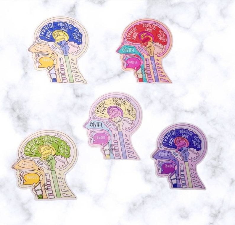 BRAIN Anatomy Sticker / Anatomical Stickers/ Medical Nursing - Etsy