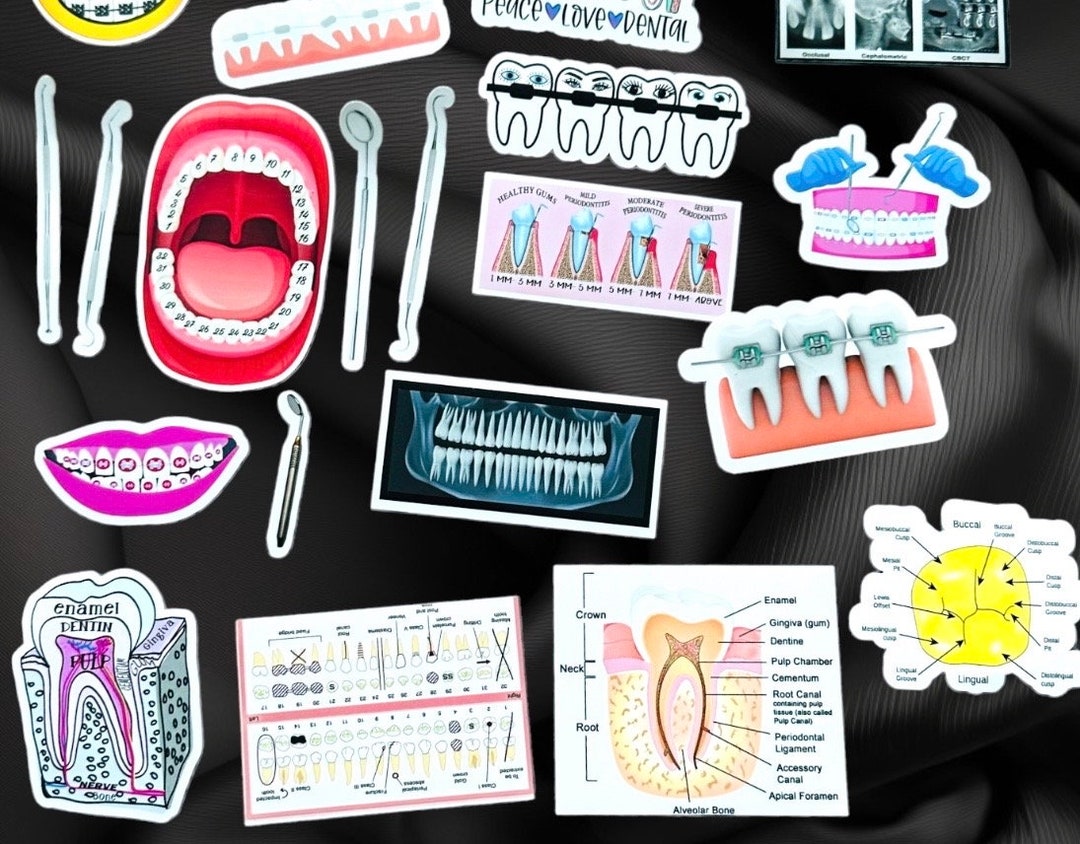 25 Dental Anatomy Student Sticker / Dental Study Guide /dental Diagrams ...