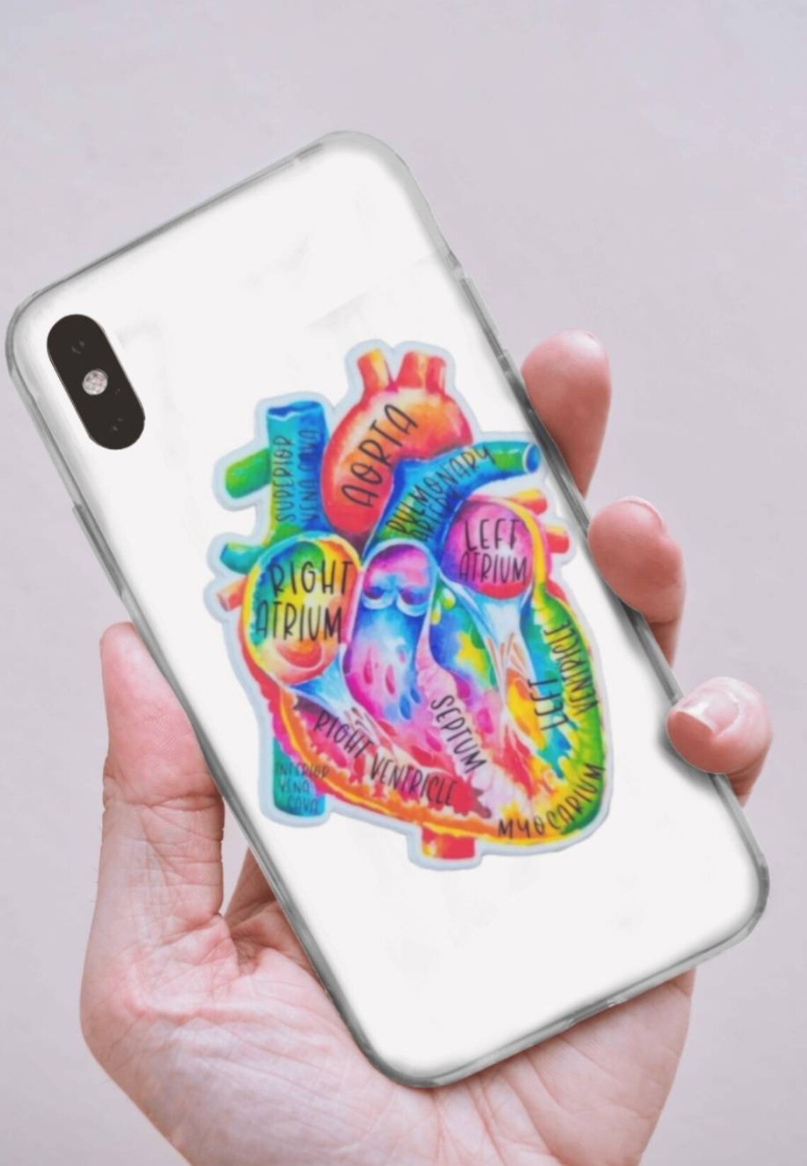 Heart Anatomy / Anatomical Science Sticker/ Medical Nursing - Etsy