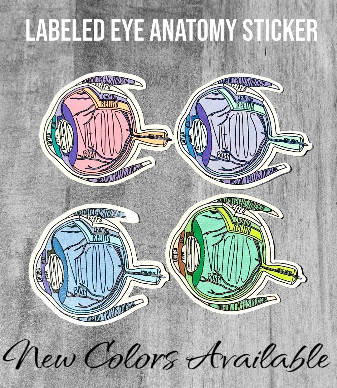 Anatomical EYE Sticker /labeled Eye Anatomy / Student Future Nurse or ...