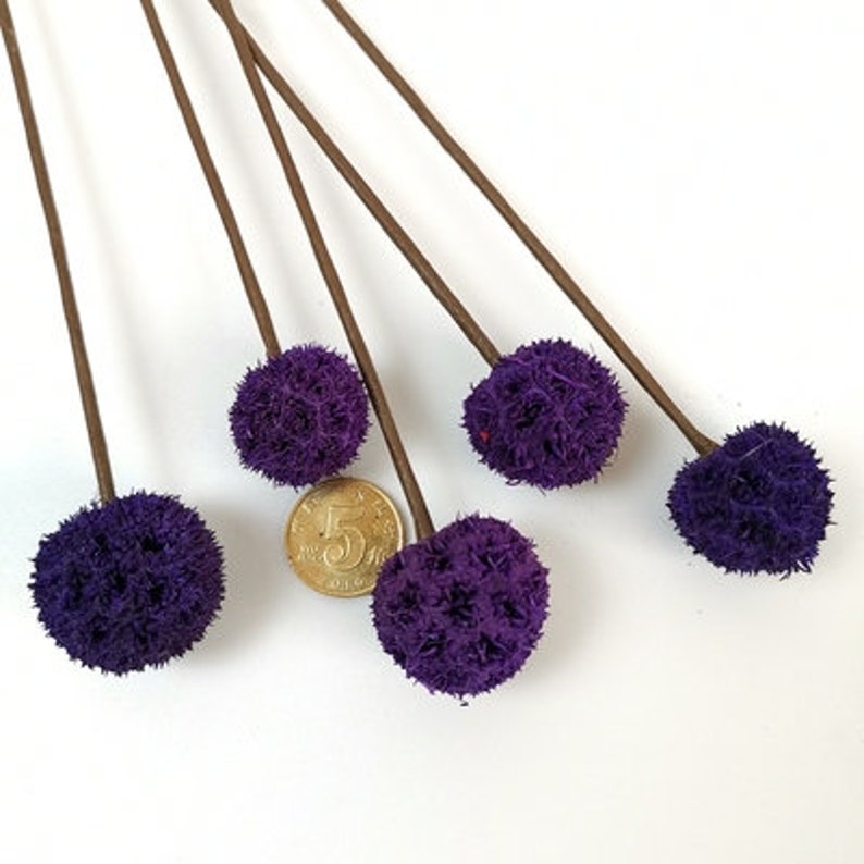 5 Stems Dried Flower dried Pericarp Flowers natural Rea - Etsy