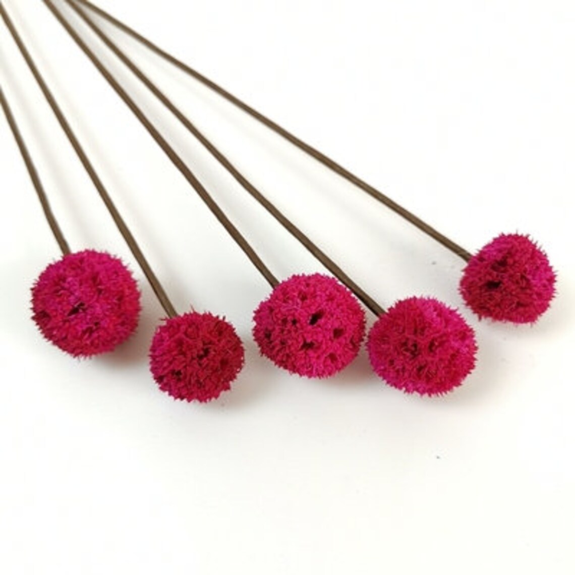 5 Stems Dried Flower dried Pericarp Flowers natural Rea | Etsy