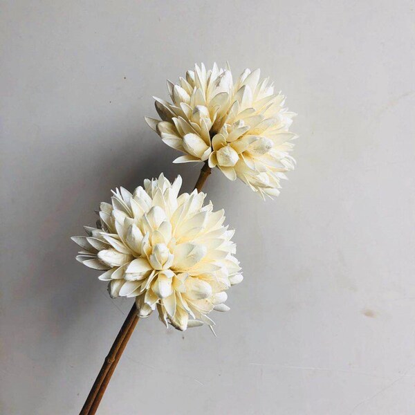 Magnolia Dried Flowers - Etsy