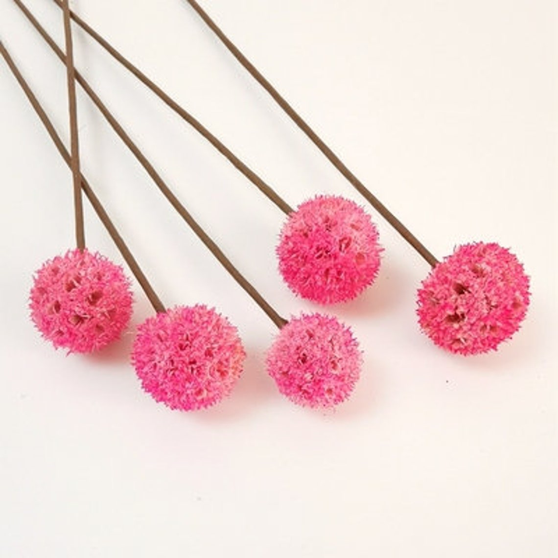 5 Stems Dried Flower dried Pericarp Flowers natural Rea | Etsy