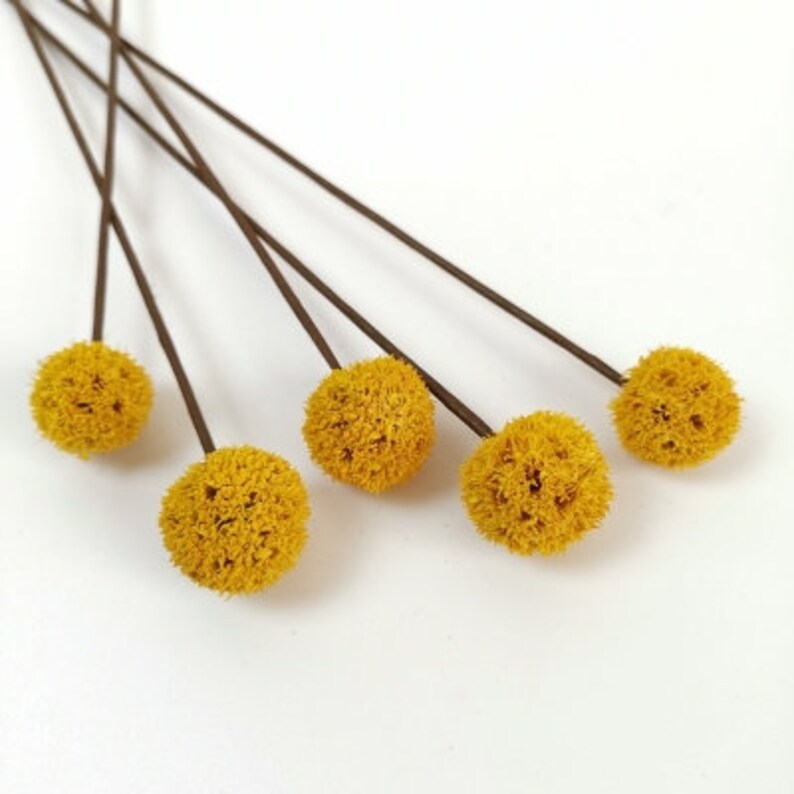 5 Stems Dried Flower dried Pericarp Flowers natural Rea - Etsy