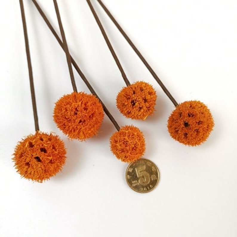 5 Stems Dried Flower dried Pericarp Flowers natural Rea - Etsy