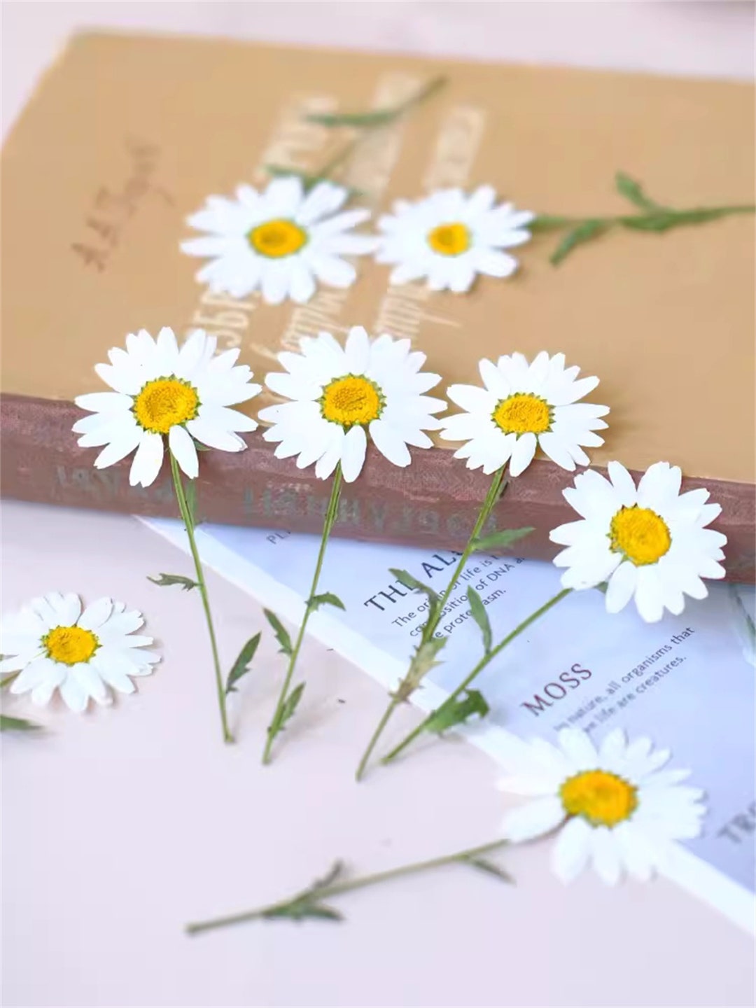 Sprigs of Daisies, Chrysanthemums,pressed Dried Flowers, Real Pressed ...