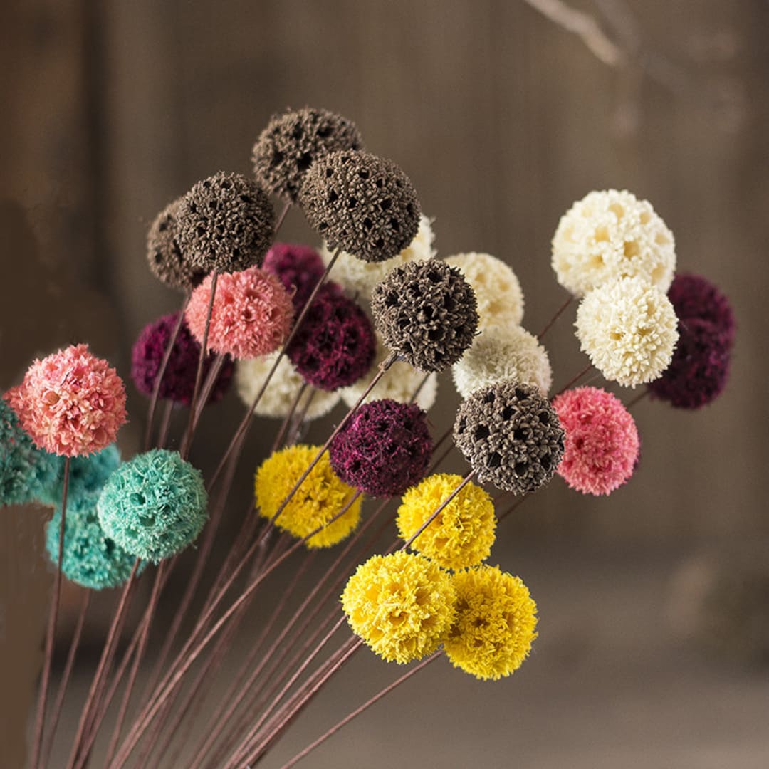 5 Stems Dried Flower dried Pericarp Flowers natural Rea - Etsy