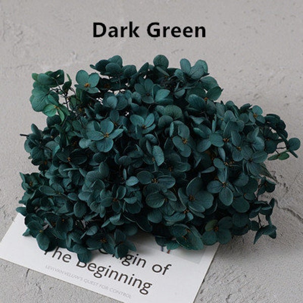 Dried Hydrangea - Etsy