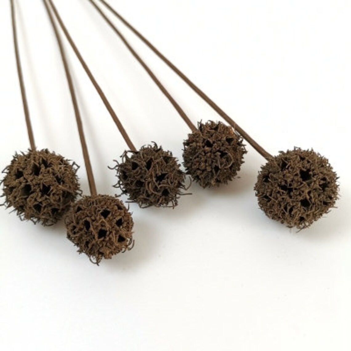 5 Stems Dried Flower dried Pericarp Flowers natural Rea | Etsy