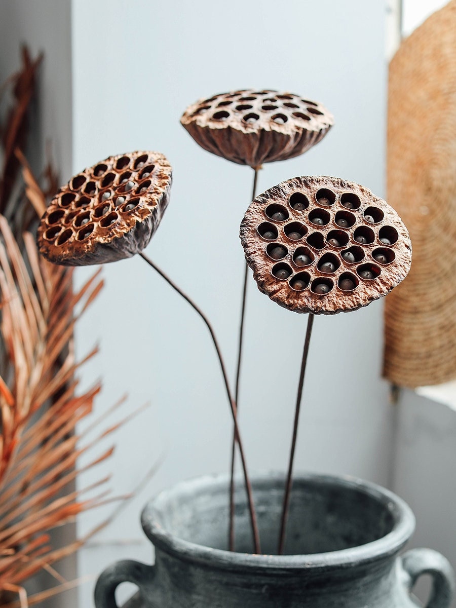 Dried Lotus Flower Pod