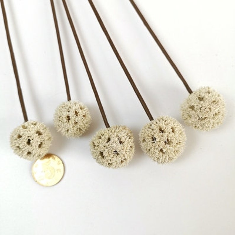 5 Stems Dried Flower dried Pericarp Flowers natural Rea - Etsy