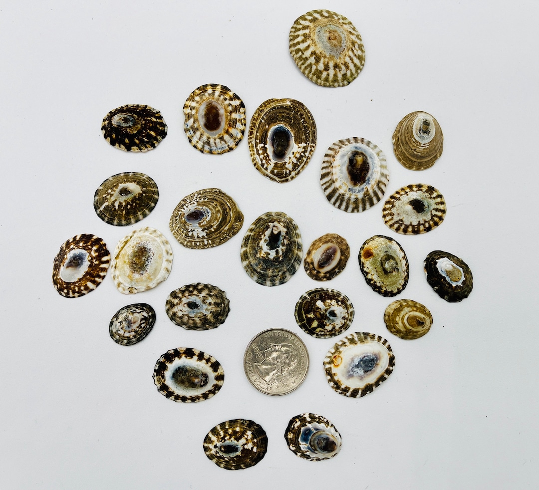 20 Limpet Shells From PNM Olympic Coast Beaches - Etsy