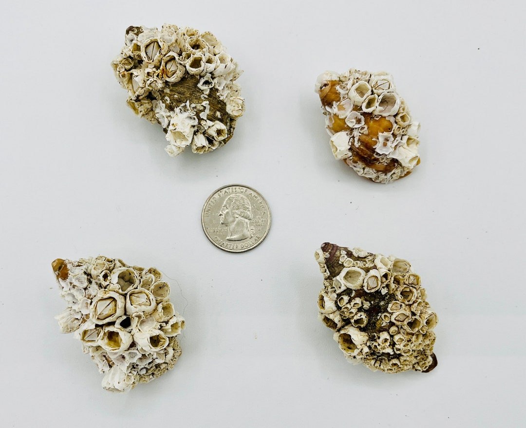 4 Barnacle Encrusted Muricidae Murex Shells From PNW Olympic Coast ...