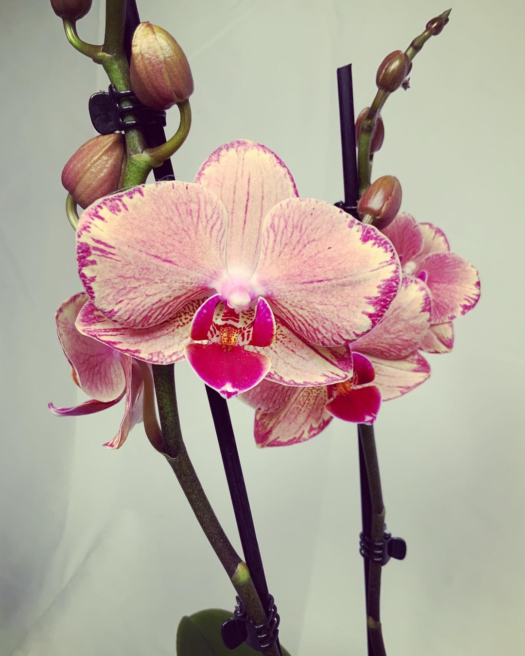 Phalaenopsis Pirate Picotee - Etsy UK