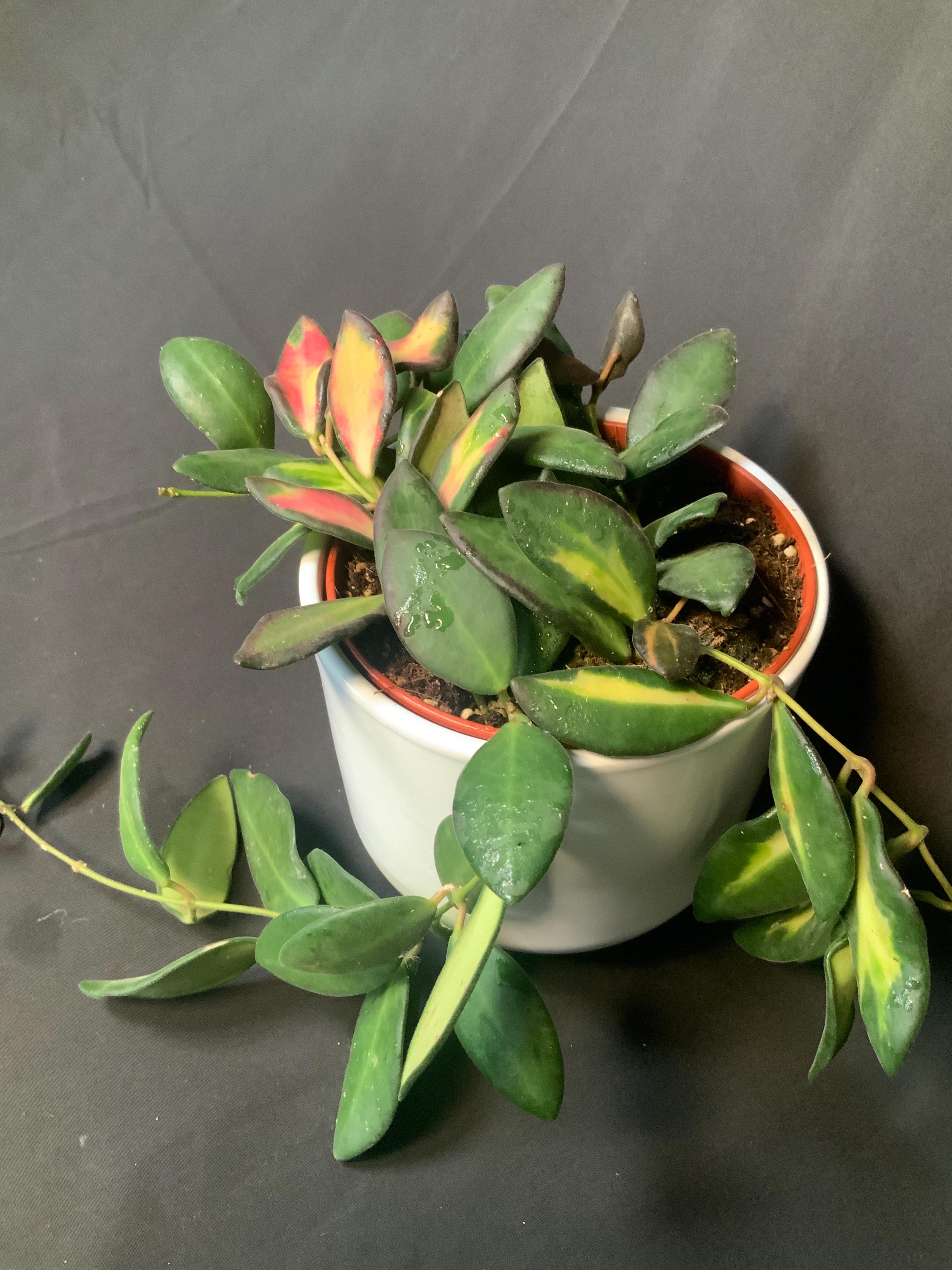 Hoya Burtoniae Variegata – Hoya DS 70 - Etsy UK