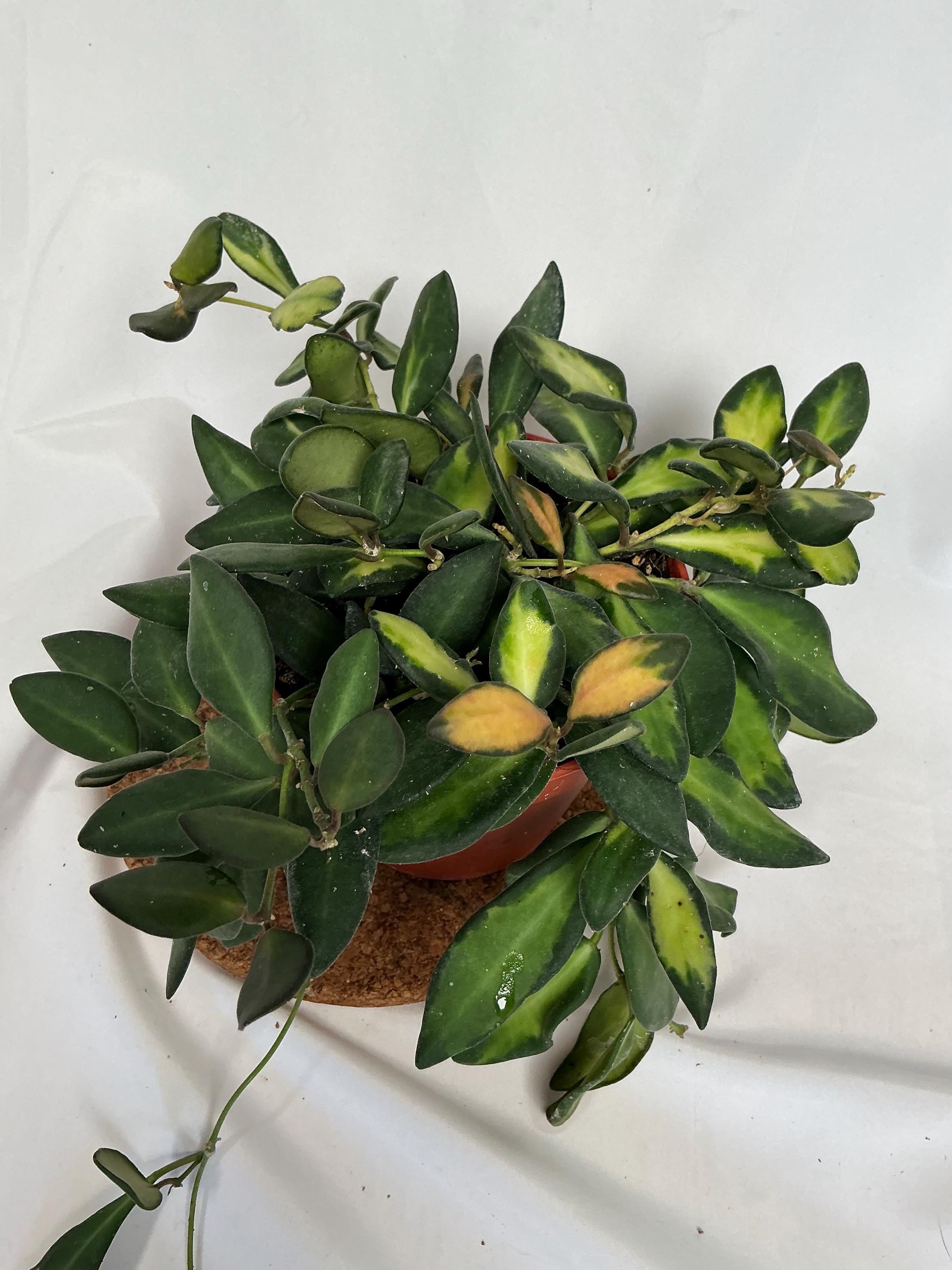 Hoya Burtoniae Variegata – Hoya DS 70 - Etsy UK