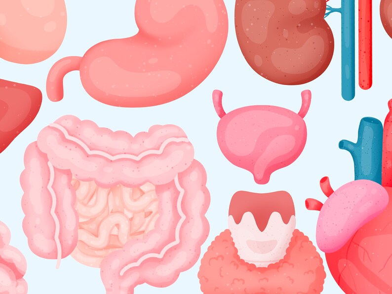 Printable Human Organs Clipart Set / Commercial Use/ PNG - Etsy India